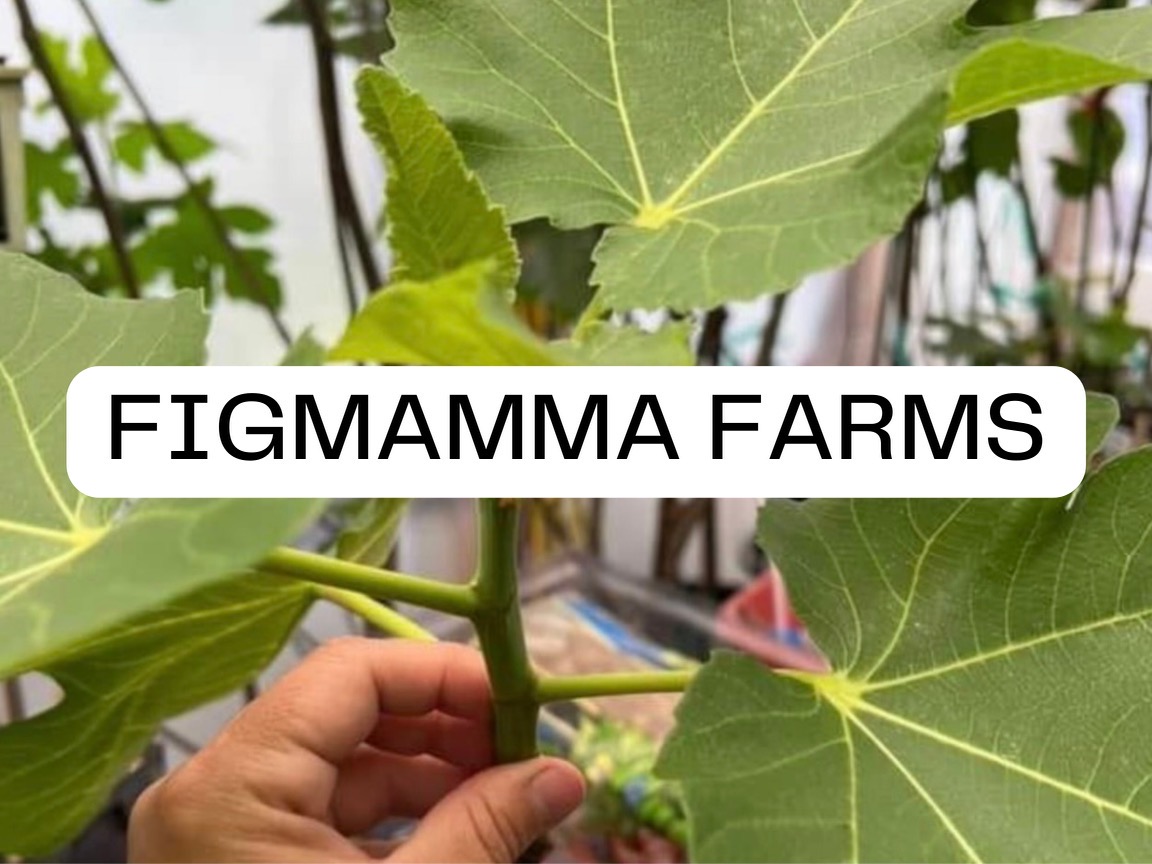Past Event Gallery – Figmamma Farms